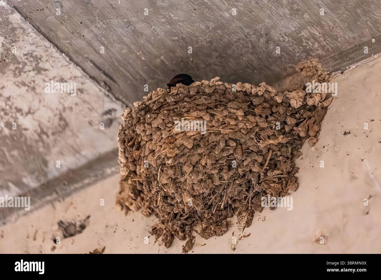 Small barn swallow peeking out of mud nest built under concrete ceiling ...