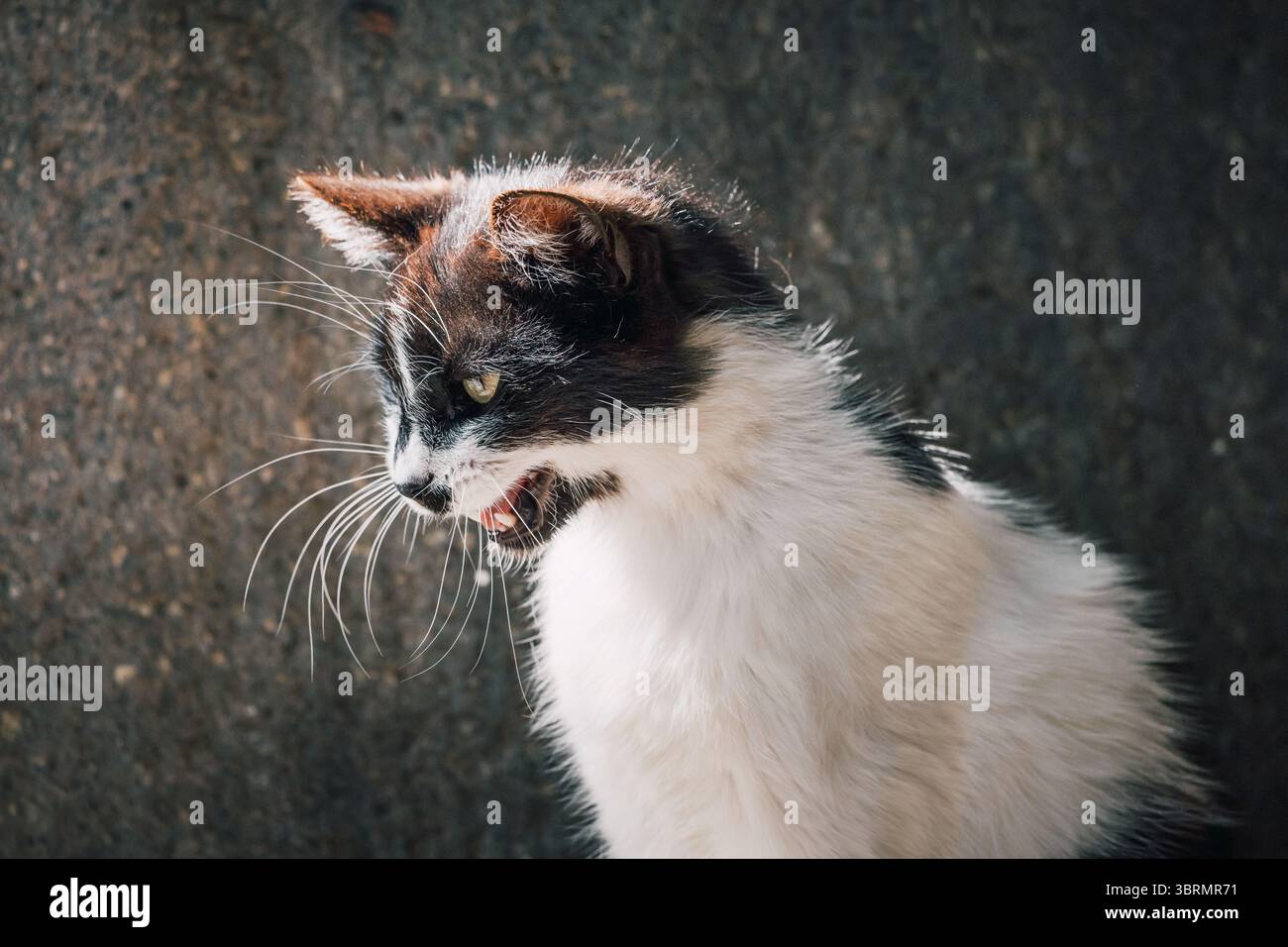 Portrait featuring a black and white cat meowing, showcasing its ...
