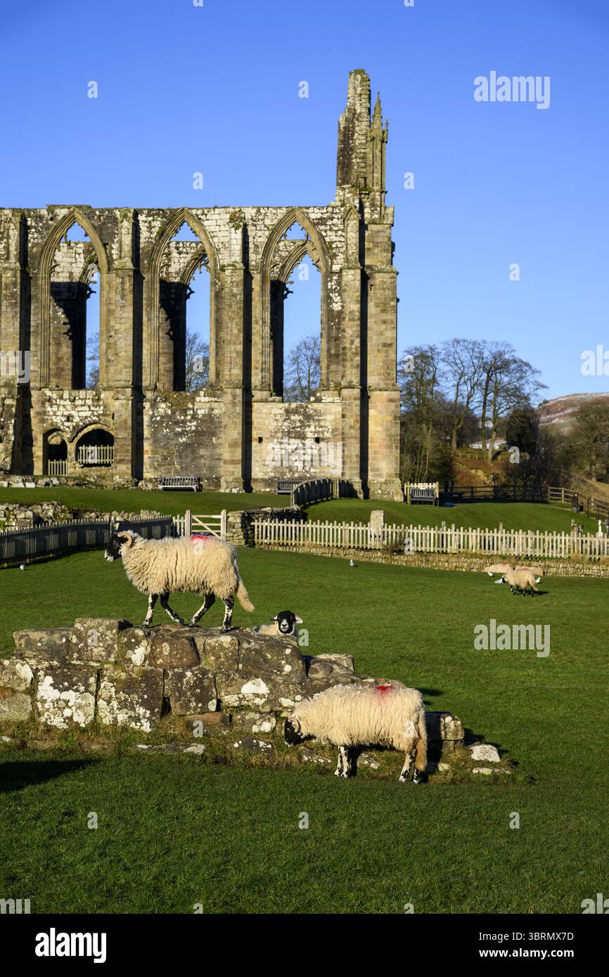 Picturesque scenic sunlit monastic Bolton Abbey ruins (ancient monument ...