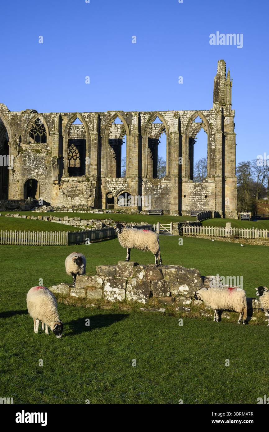 Picturesque scenic sunlit monastic Bolton Abbey ruins (ancient monument ...