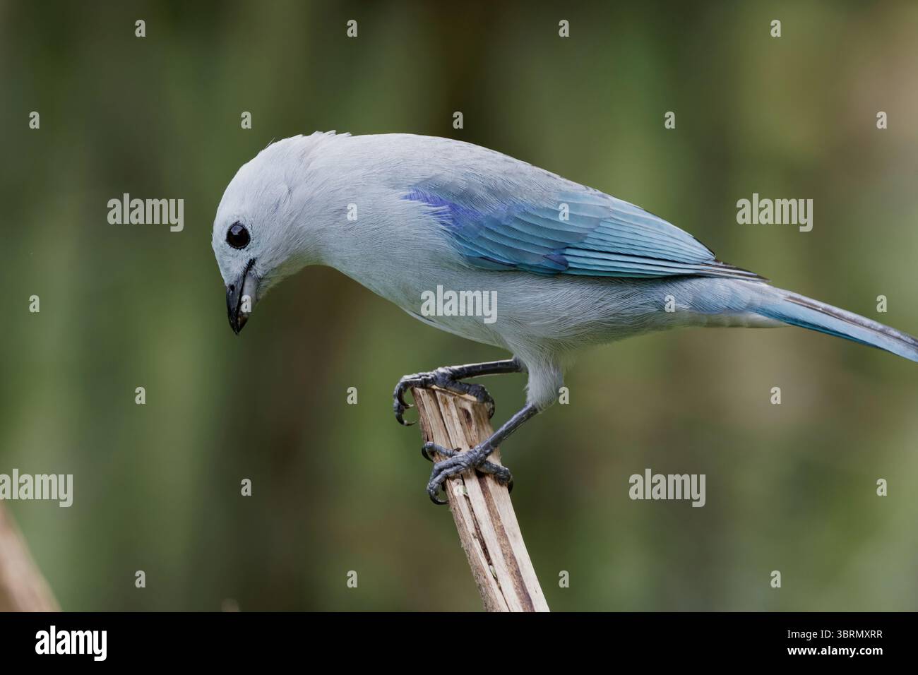 Blue and Grey Tanager Stock Photo - Alamy