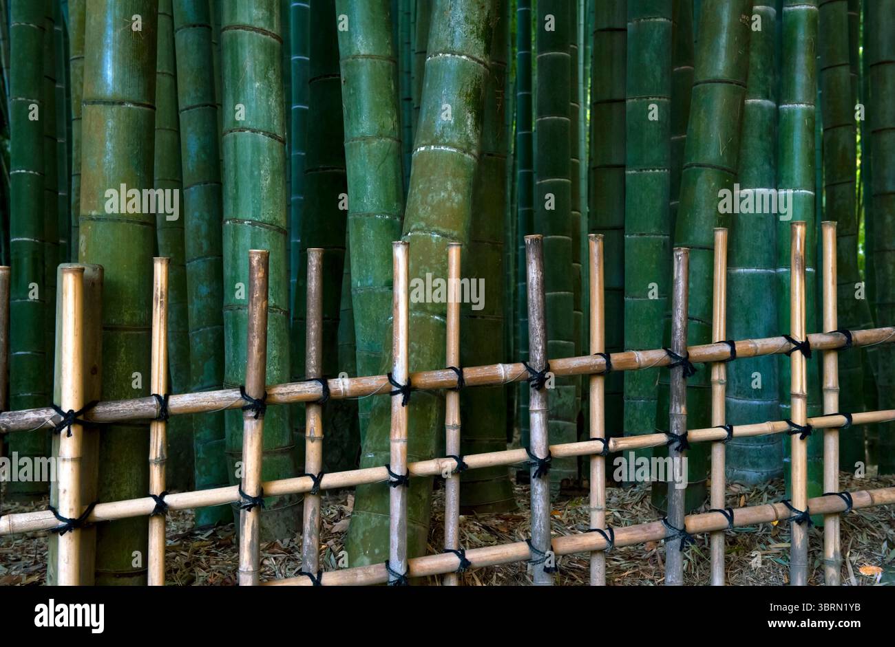 Bamboo grove or bamboo forest garden at Hokokuji Temple imparts a ...