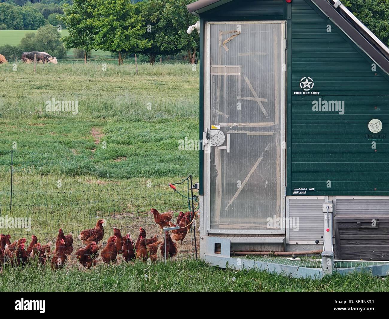 Mobile chicken coop on farm for free-range poultry keeping in ...