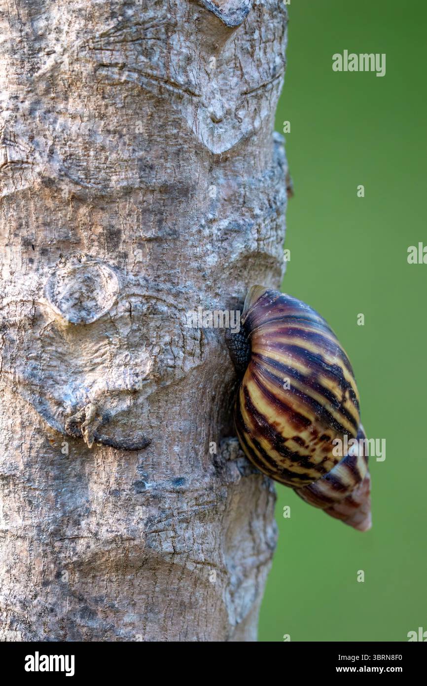 A giant African land snail with a brown shell crawls on green leaves in ...