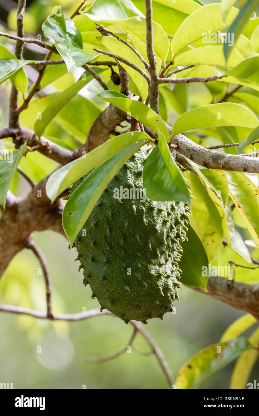 A soursop fruit with prickly green skin hangs from a tree branch in the ...