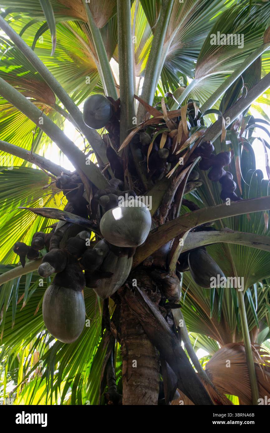 A coco de mer palm tree with large nuts and fan shaped leaves grows in ...
