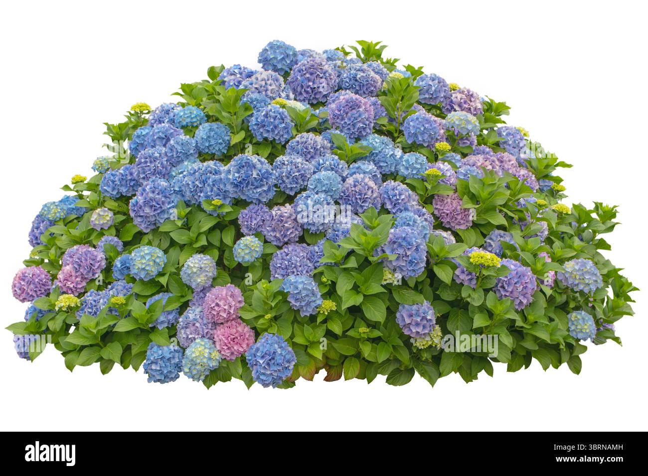 Yellow flowering shrub blooming Cut Out Stock Images & Pictures - Alamy