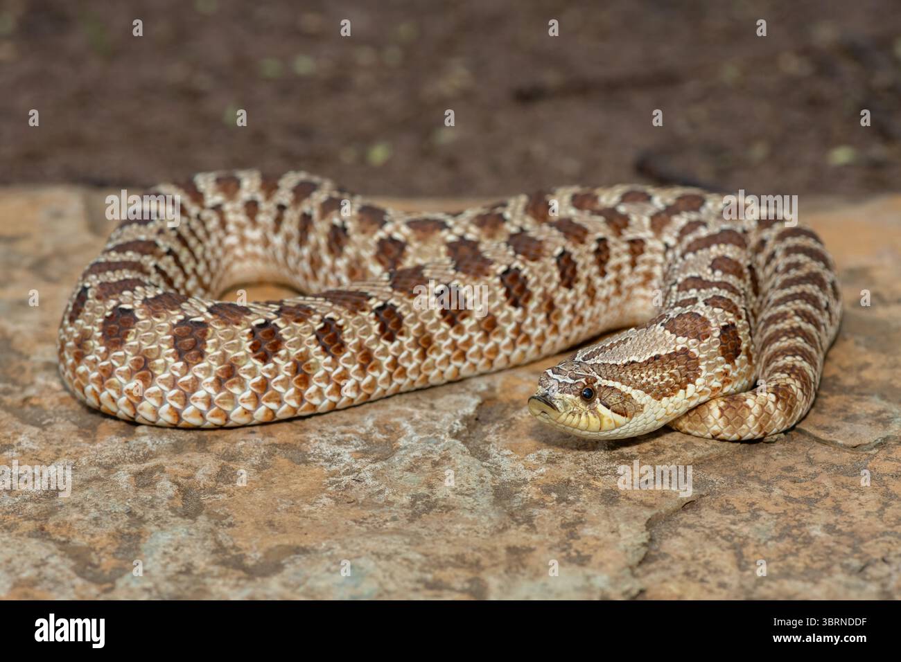 A cute female Western Hognose Snake (Heterodon nasicus), also called a ...