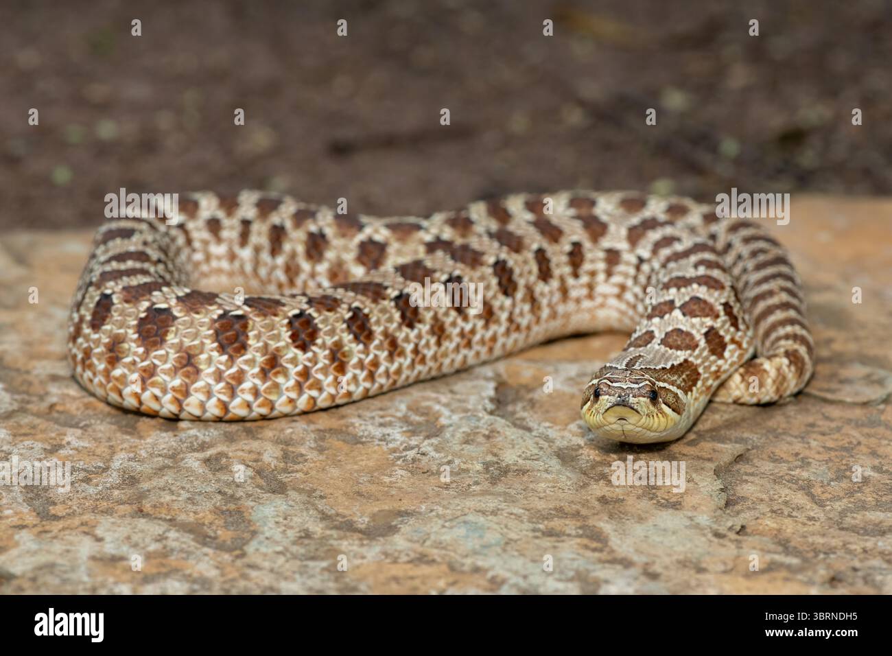 A cute female Western Hognose Snake (Heterodon nasicus), also called a ...