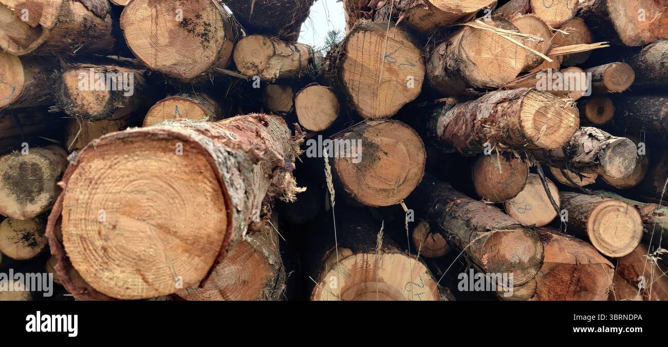 Stacked logs with visible tree rings and rough bark texture, arranged ...