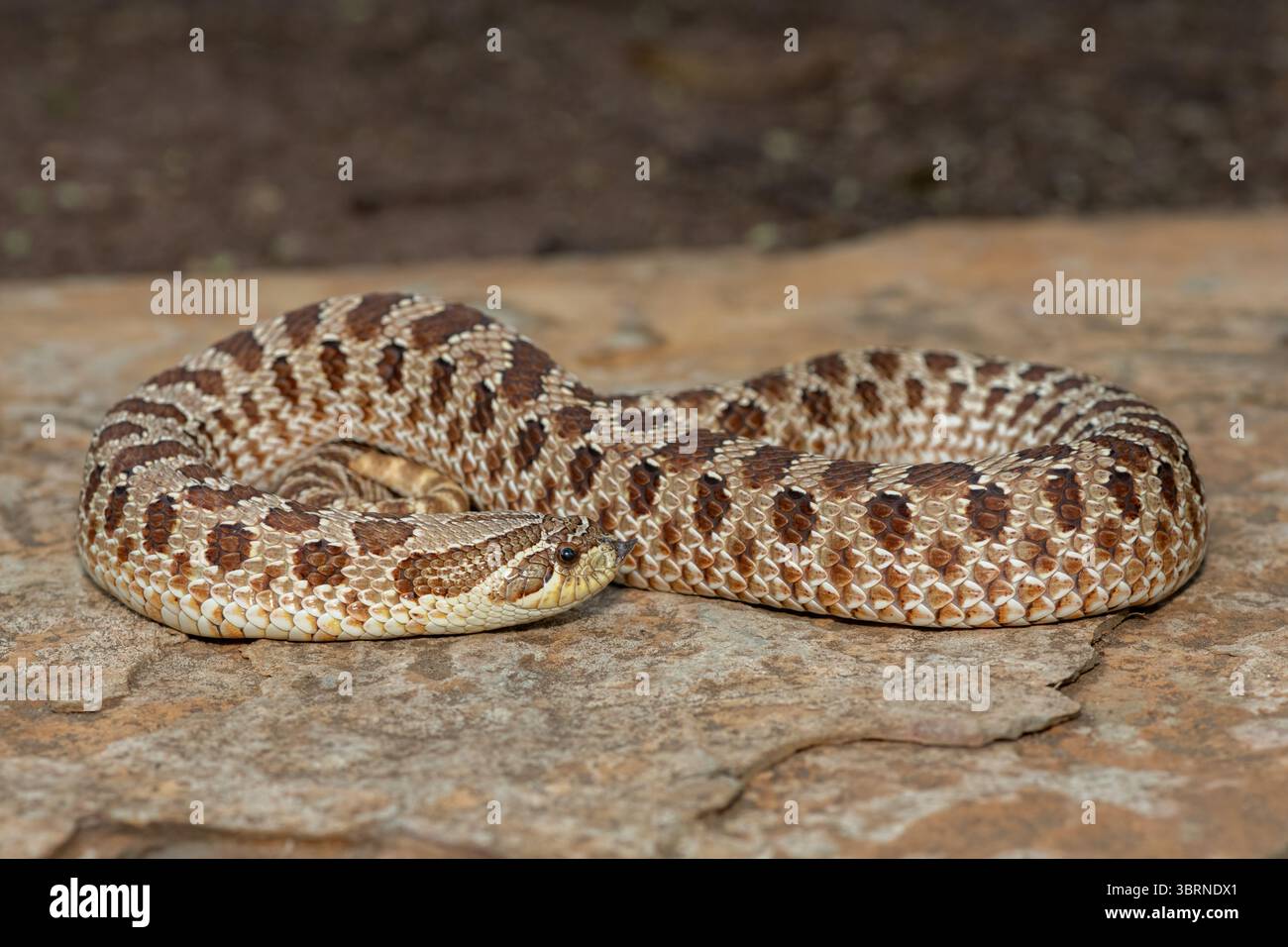 A cute female Western Hognose Snake (Heterodon nasicus), also called a ...