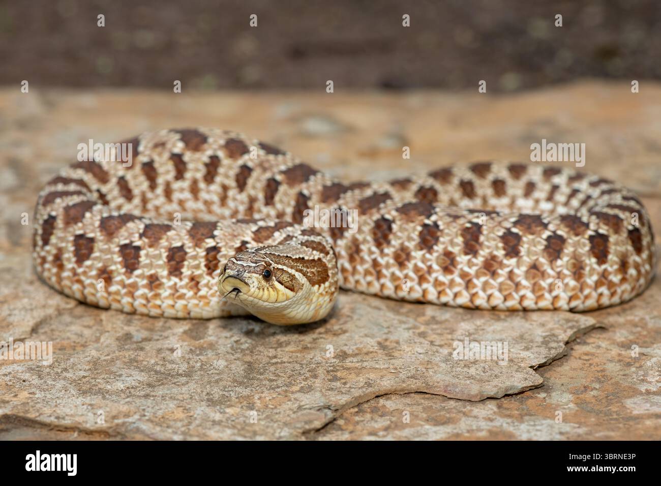 A cute female Western Hognose Snake (Heterodon nasicus), also called a ...