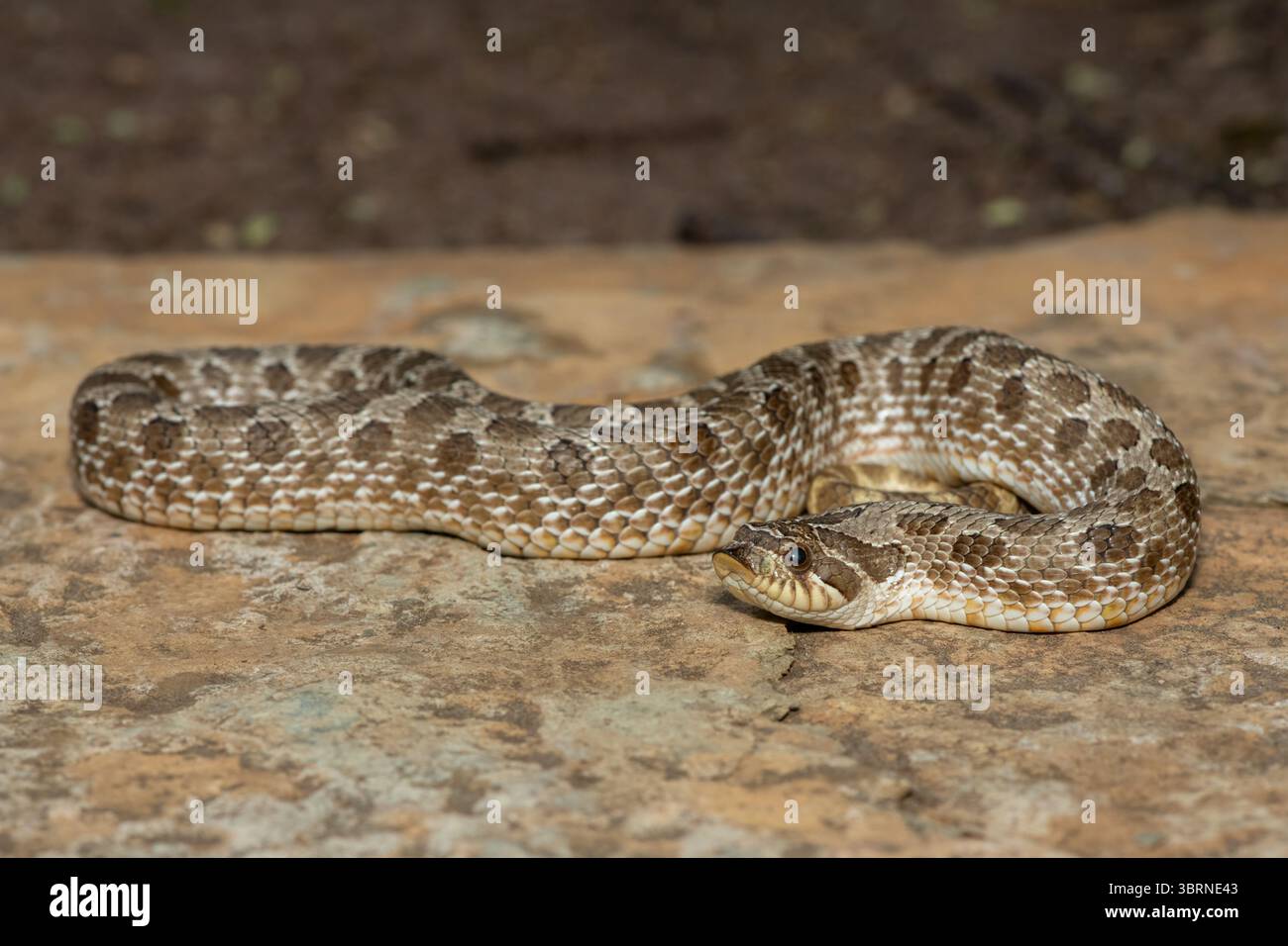 A cute male Western Hognose Snake (Heterodon nasicus), also called a ...