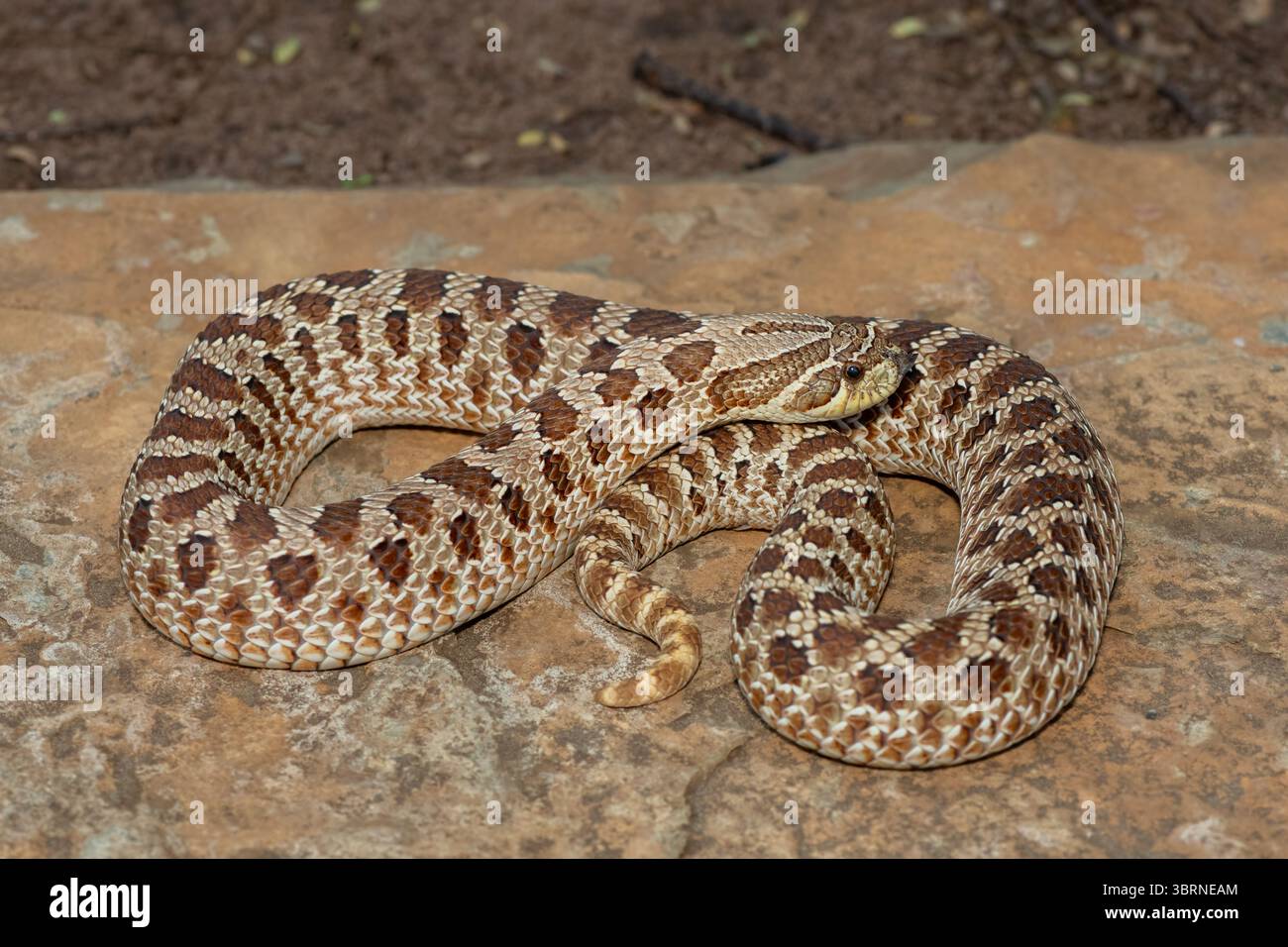 A cute female Western Hognose Snake (Heterodon nasicus), also called a ...