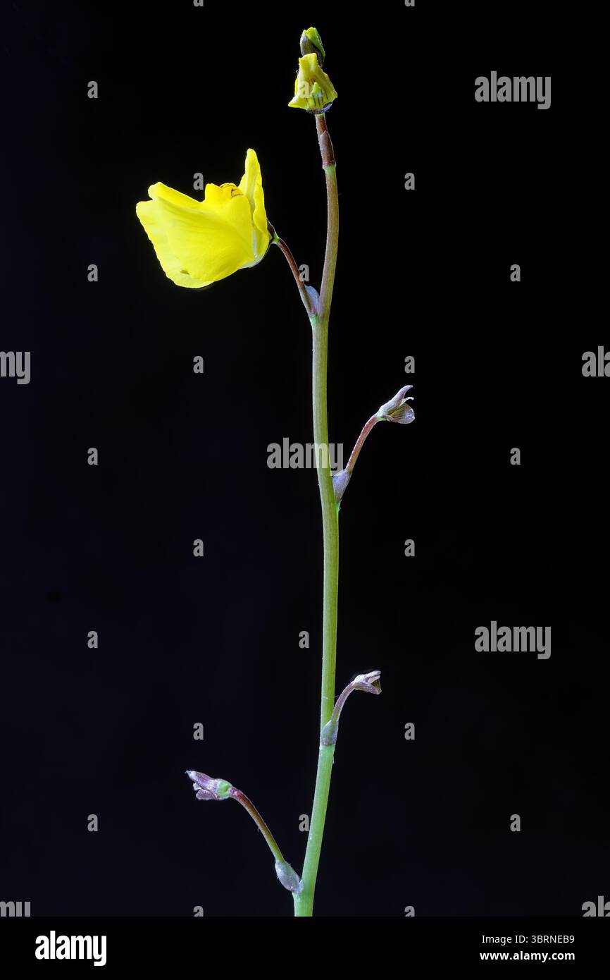 Utricularia vulgaris, greater bladderwort or common bladderwort ...