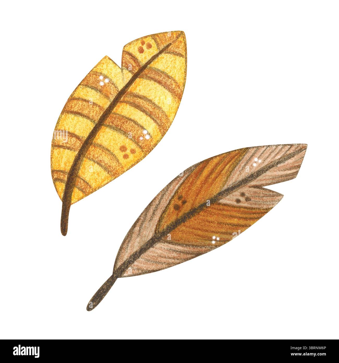 Set of two patterned feathers. Watercolor illustration, hand drawn ...