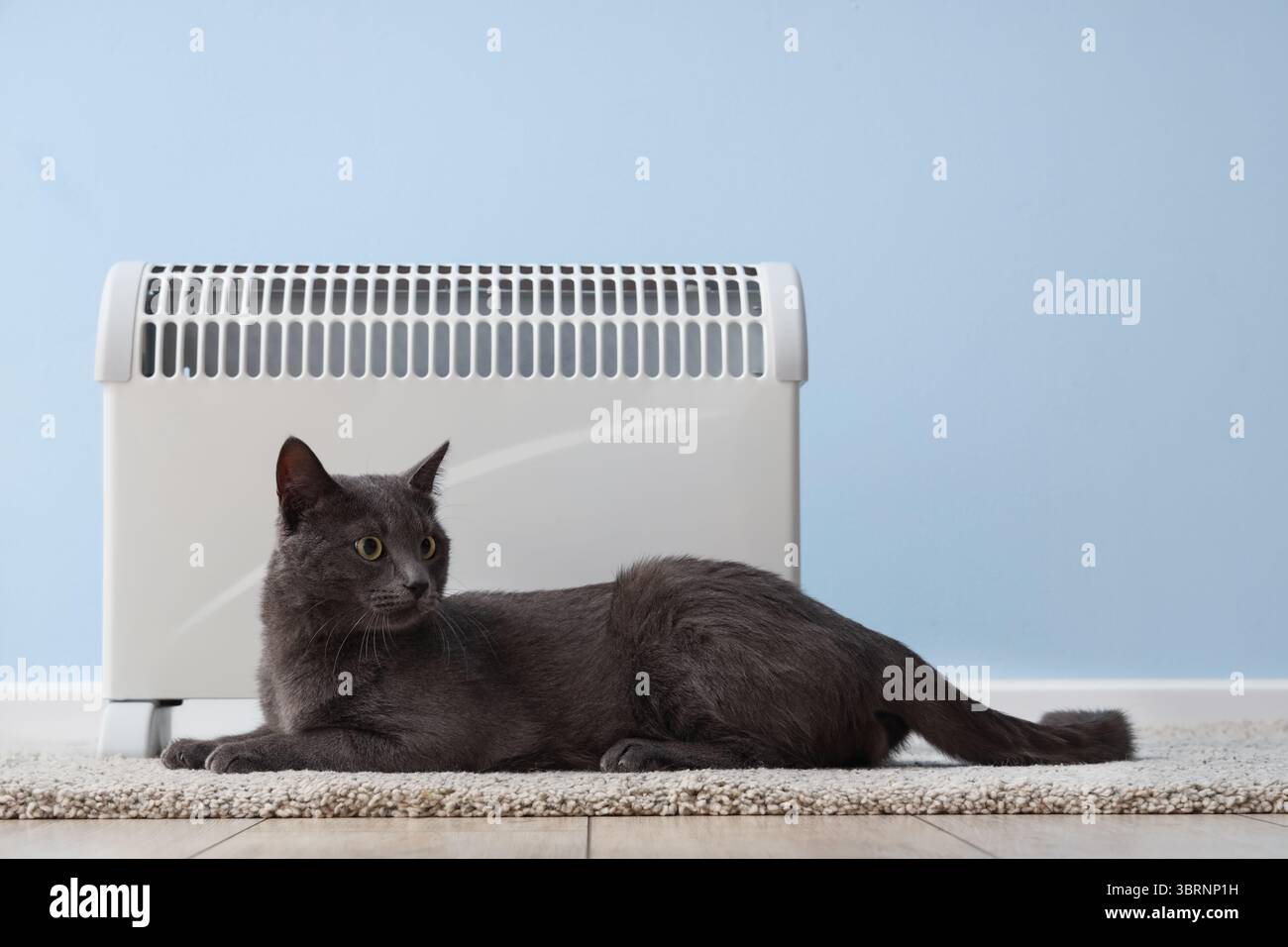 Cute cat with radiator near blue wall Stock Photo - Alamy