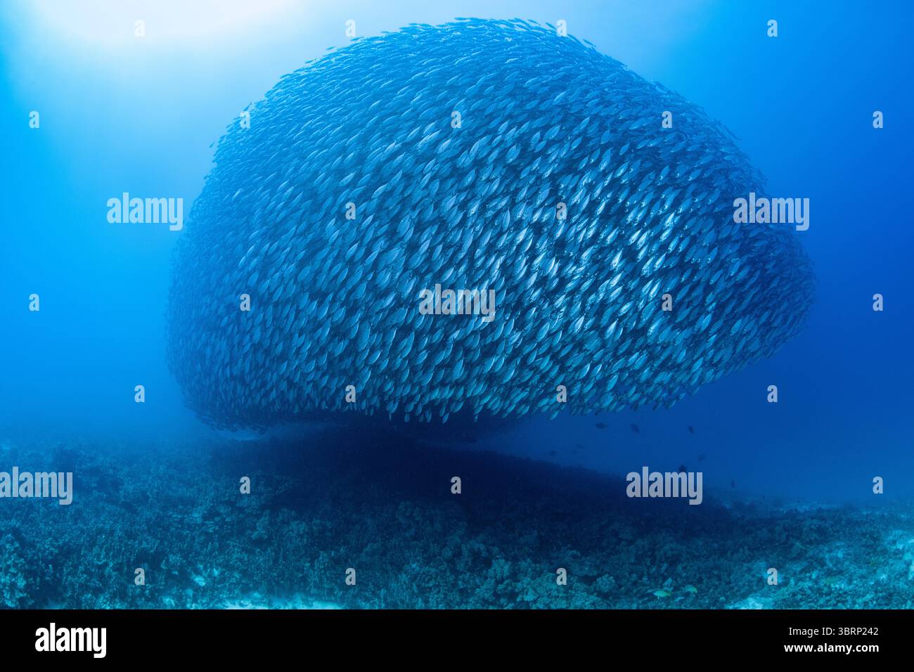 Baitball north sea hi-res stock photography and images - Alamy