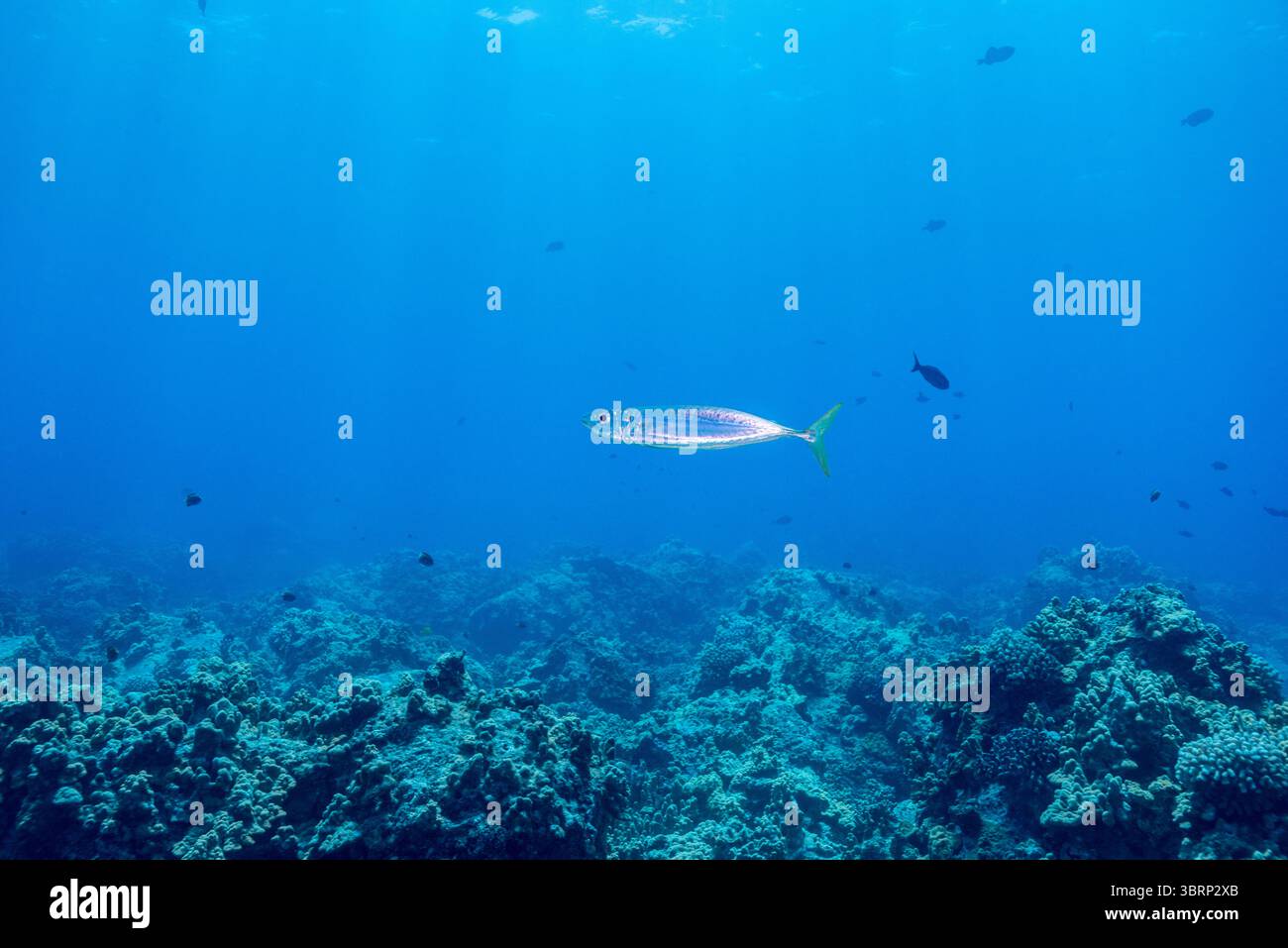 Decapturus hi-res stock photography and images - Alamy