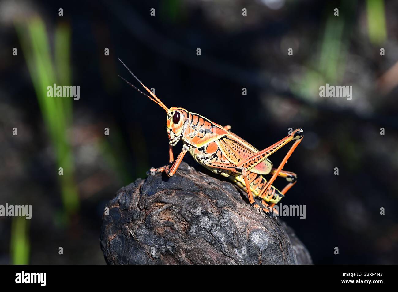Fascinating Grasshoppers In Florida Gallery
