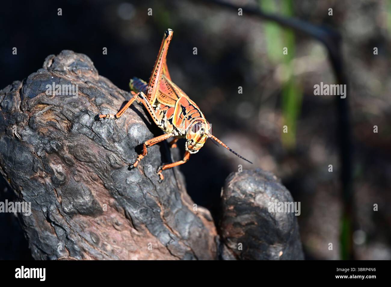 Eastern Lubber Grasshopper - Romalea microptera - on cypress knee in ...