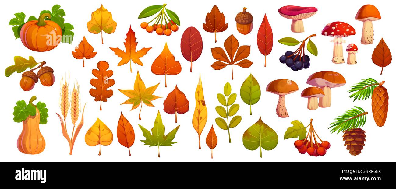 Cartoon autumn leaves, mushrooms, berries and pumpkins, vector fall ...