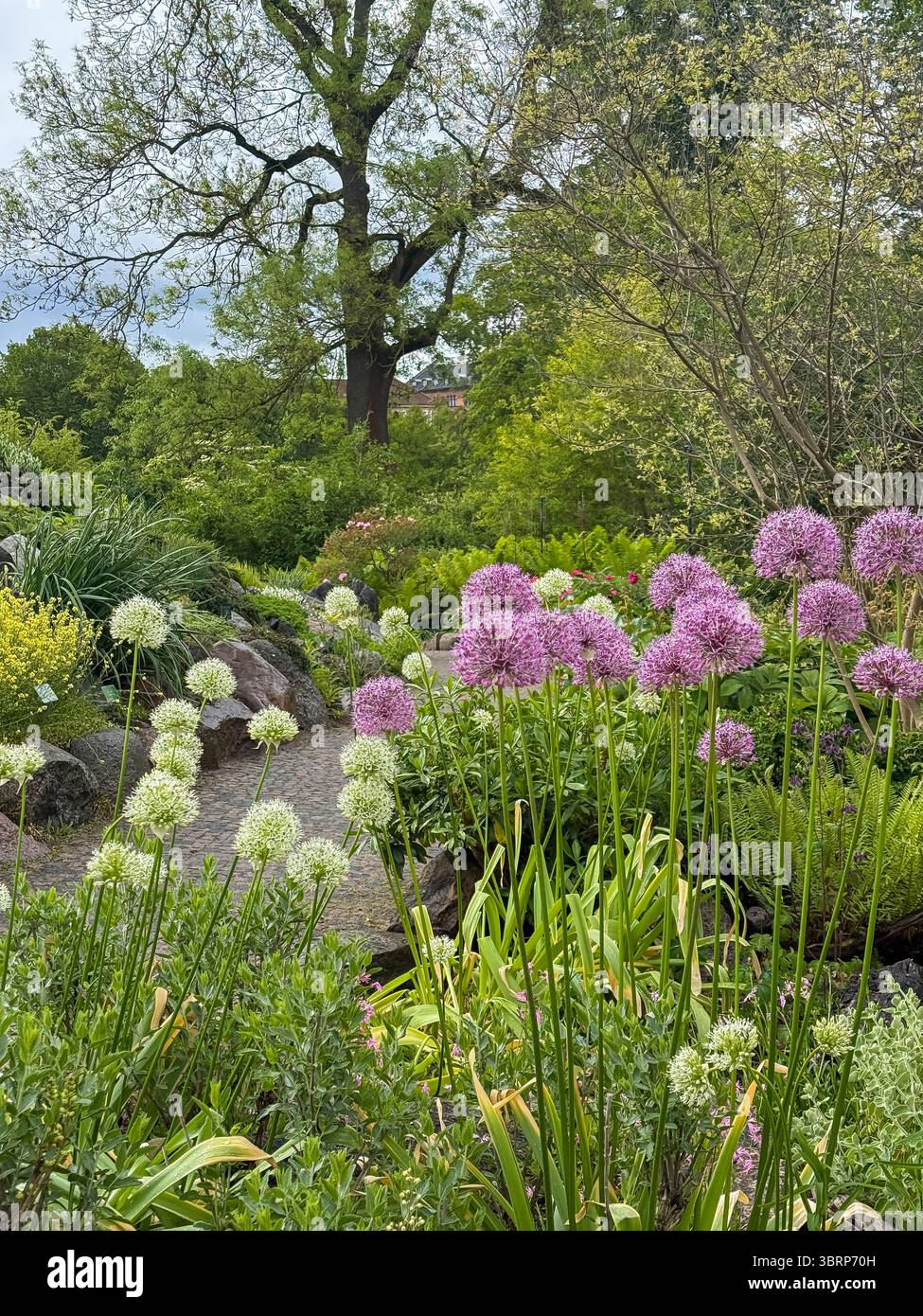 Small path surrounded by beautiful fresh and green compositions of ...