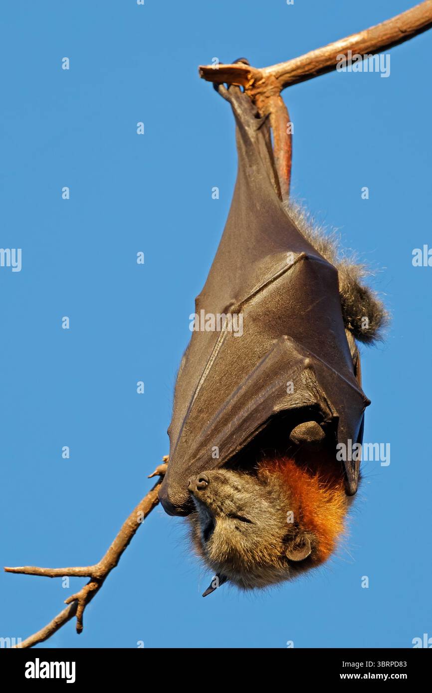 A grey-headed flying fox (Pteropus poliocephalus) hanging in a tree ...