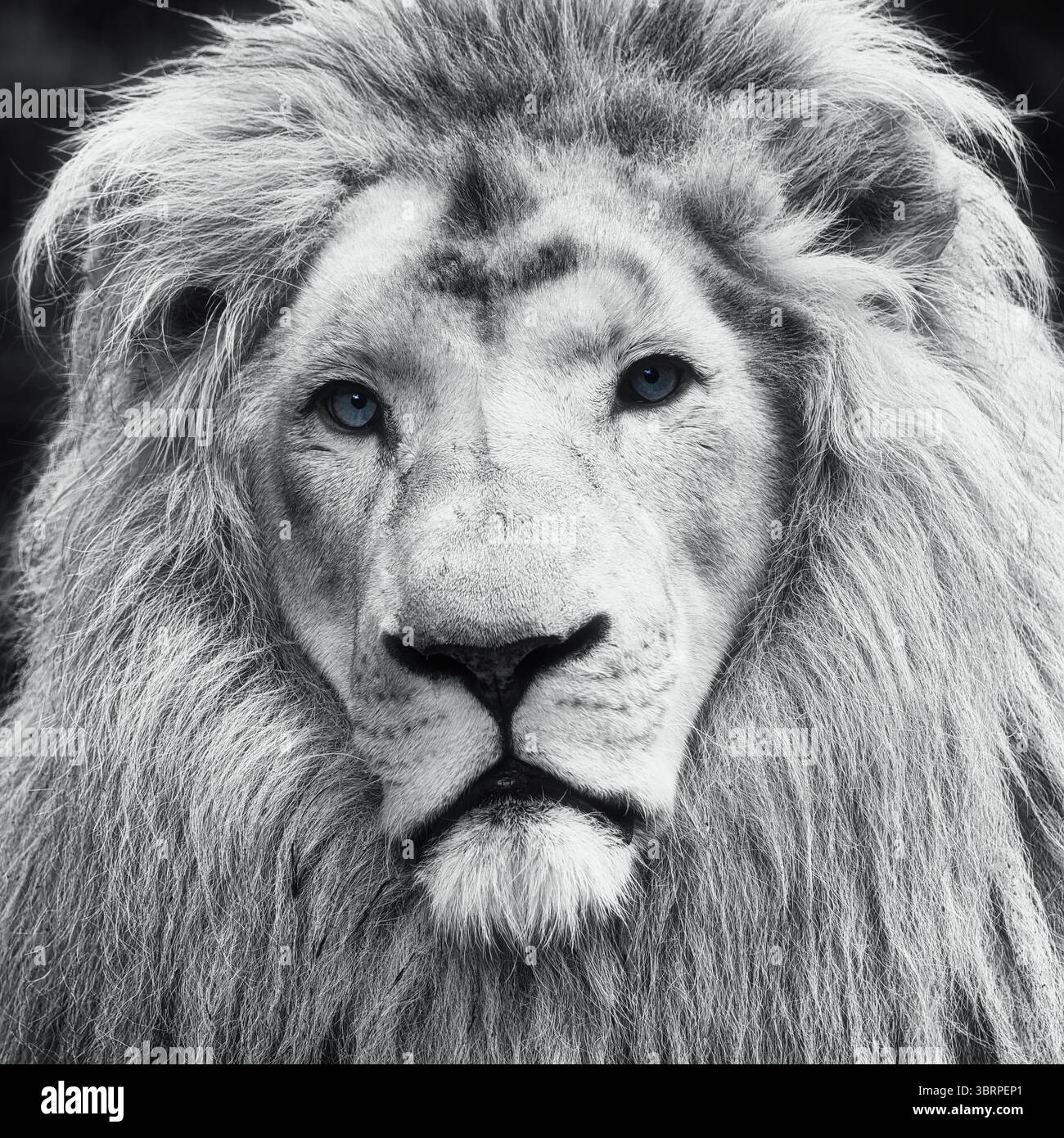 portrait of a male lion wildlife Stock Photo - Alamy