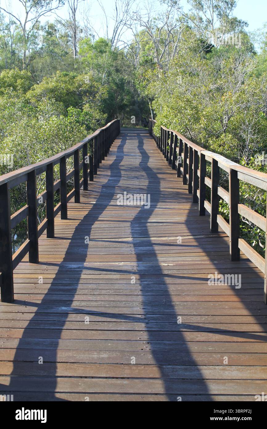 Wooden boardwalk bridge through a mangrove forest Stock Photo - Alamy