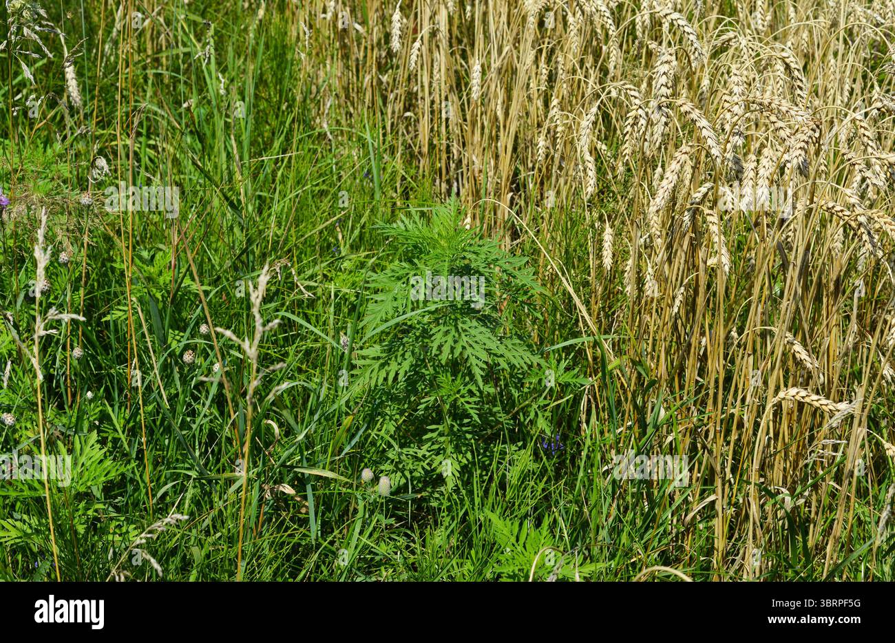 Ambrosia artemisiifolia, with the common names common ragweed, annual ...