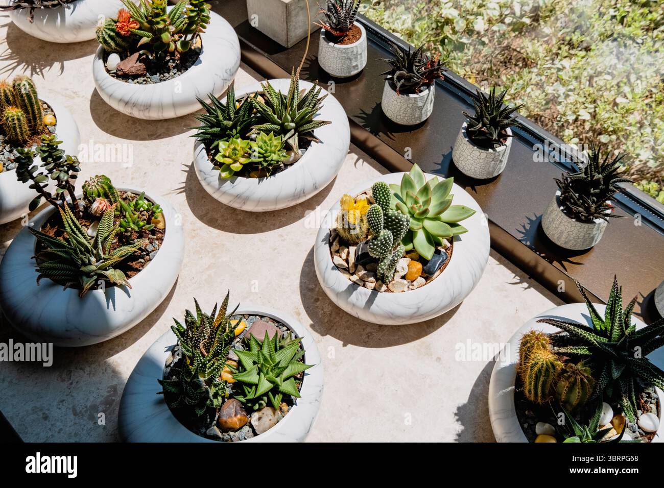 Cacti and succulents in pots outside hi-res stock photography and ...