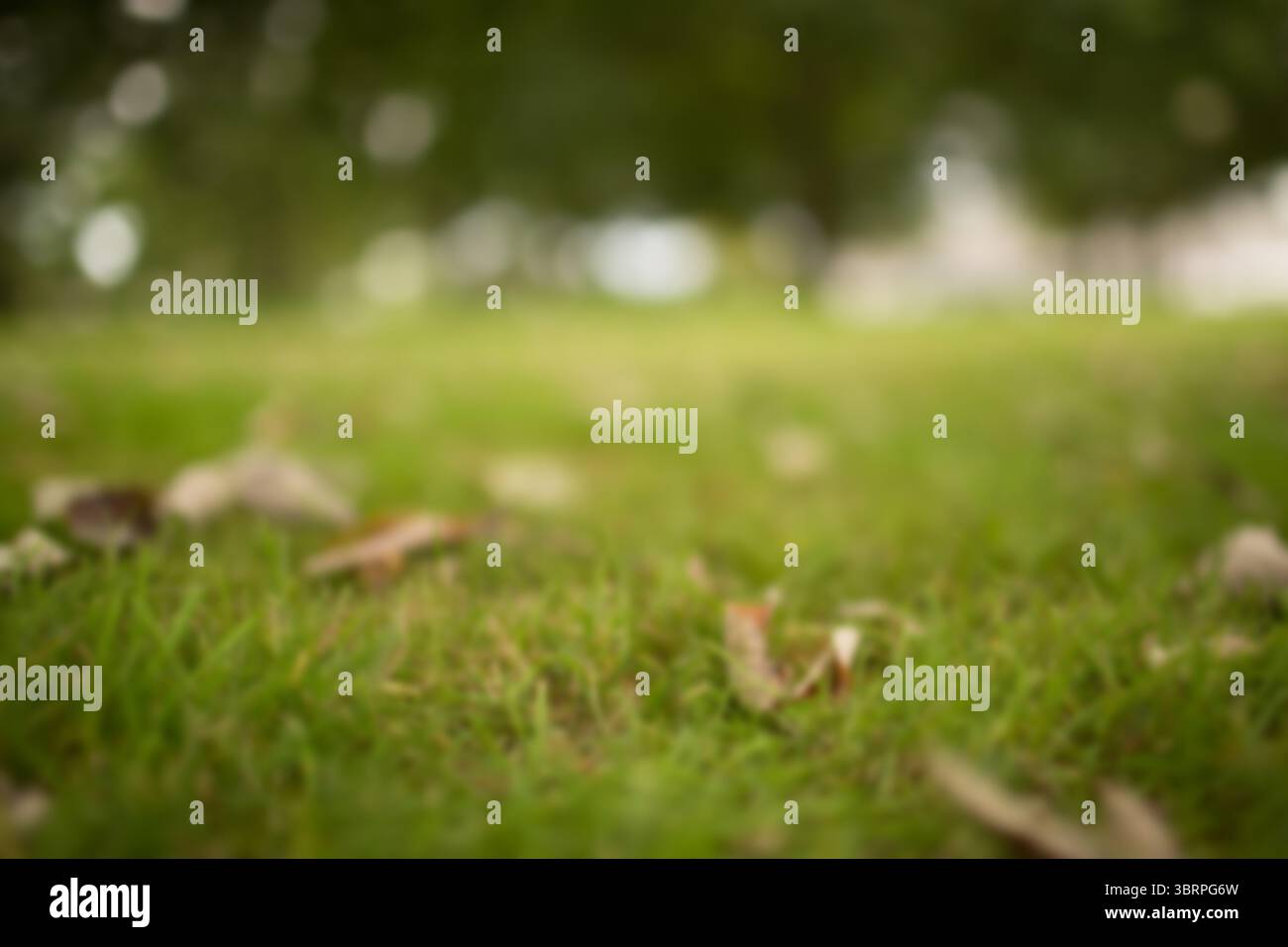 Green grass dry leaves hi-res stock photography and images - Alamy