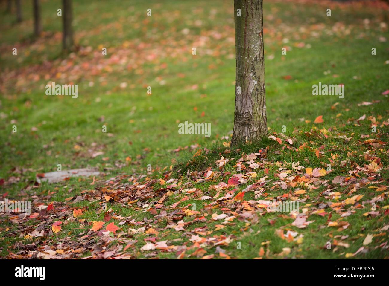 Autumn leaves tree trunk hi-res stock photography and images - Alamy