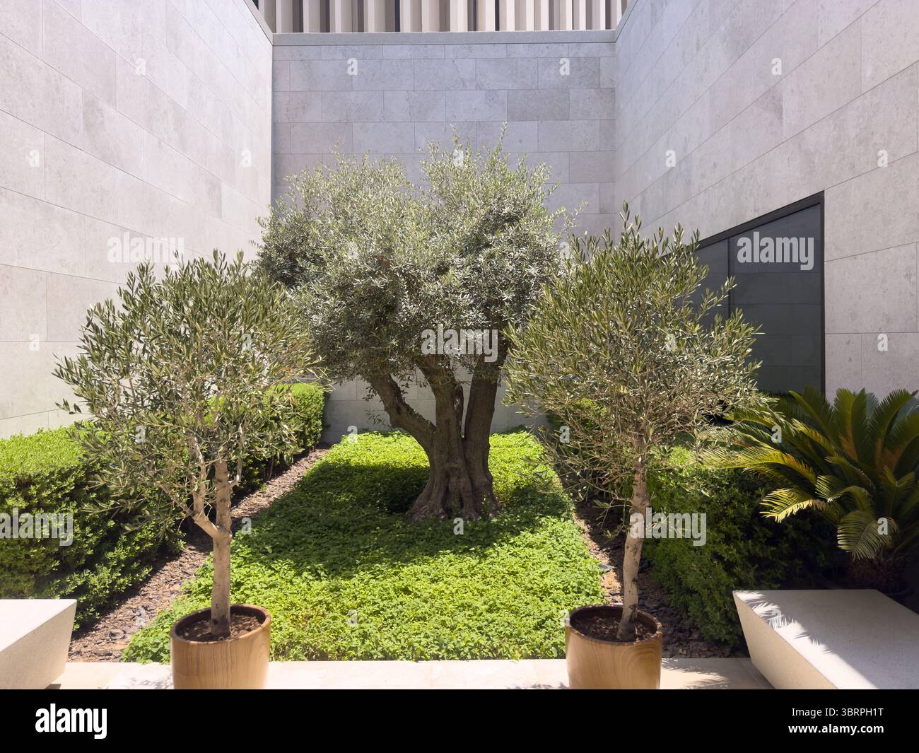 lush green lawn and trees inside courtyard, Green courtyard in modern ...