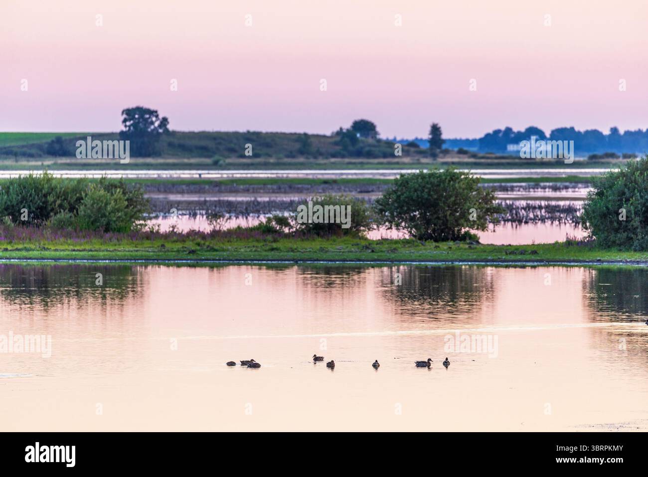 Flock birds in wetland morning hi-res stock photography and images - Alamy
