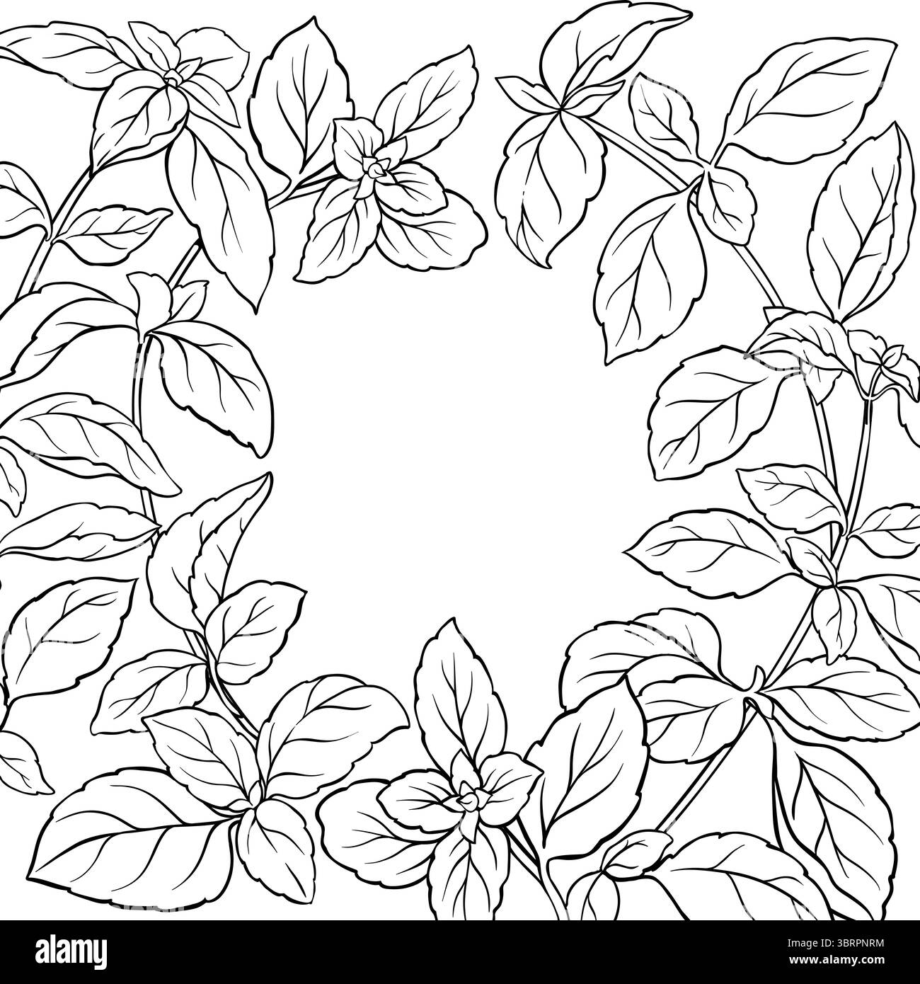 Basil vector frame Cut Out Stock Images & Pictures - Alamy