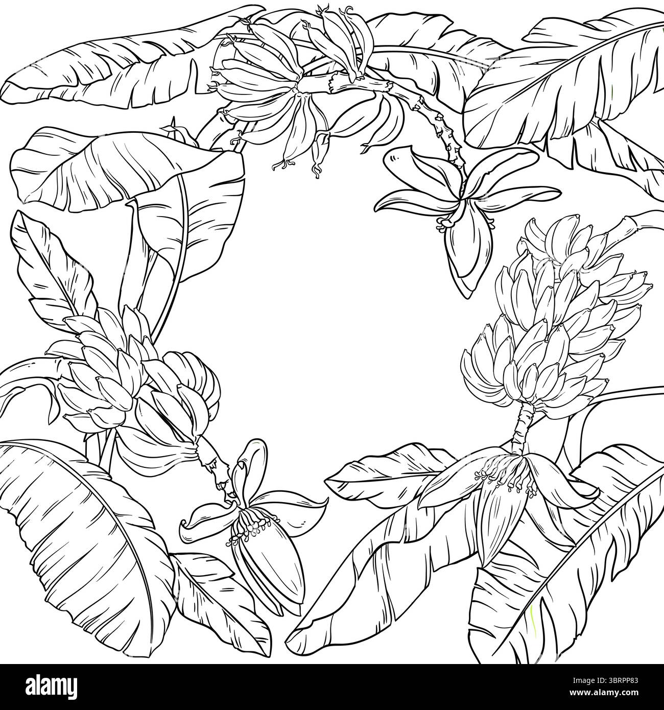 Banana Branch with Fruits Outline Frame Stock Vector Image & Art - Alamy
