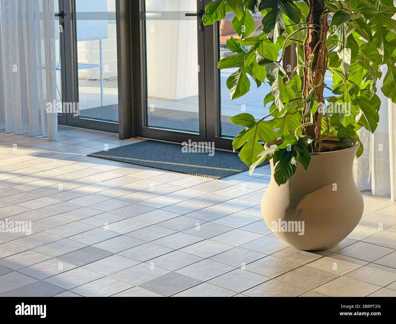 Potted flower on floor near panoramic window in room. Interior design ...