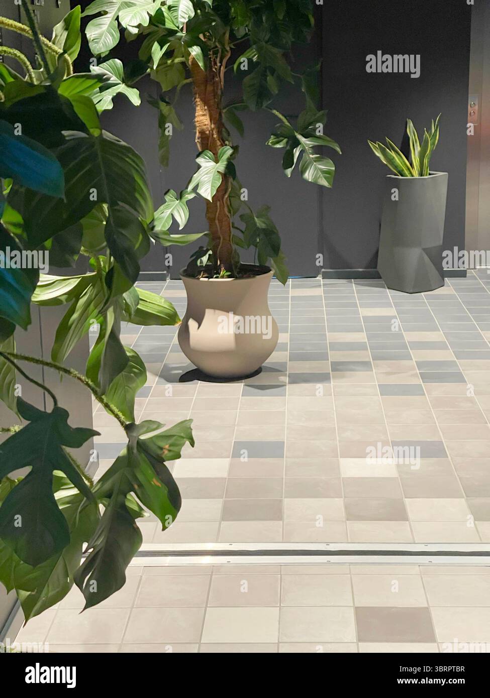 Potted flower on floor near wall in room. Interior design. Modern tiles ...