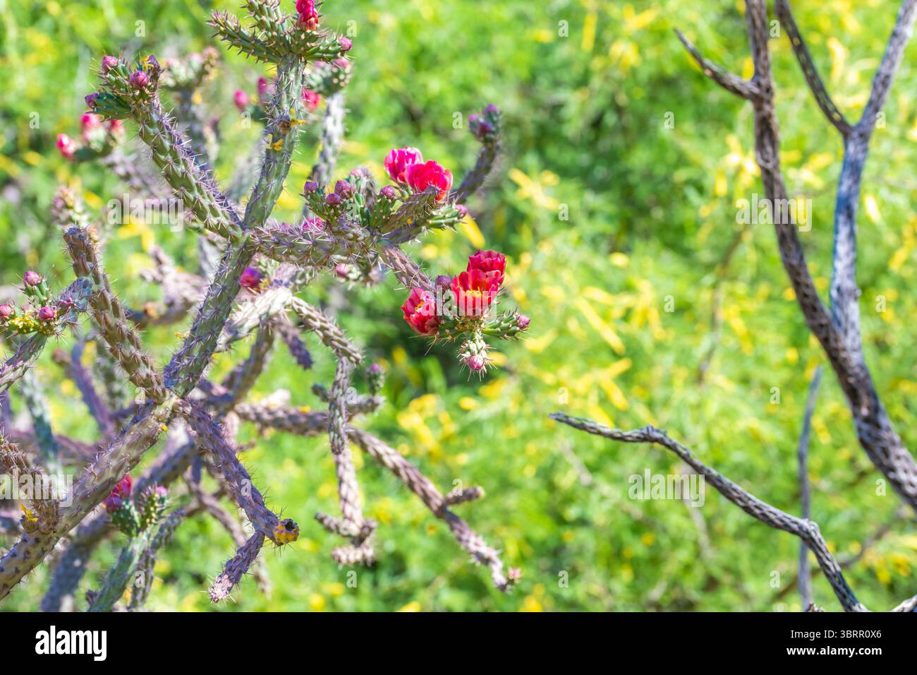 A greeny, spiny plants blooming along the trail of the preserve park ...