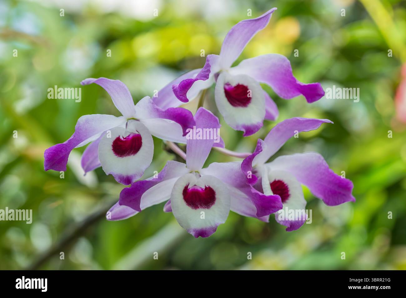 Dendrobium nobile (noble dendrobium) orchid flowers, plant in the ...
