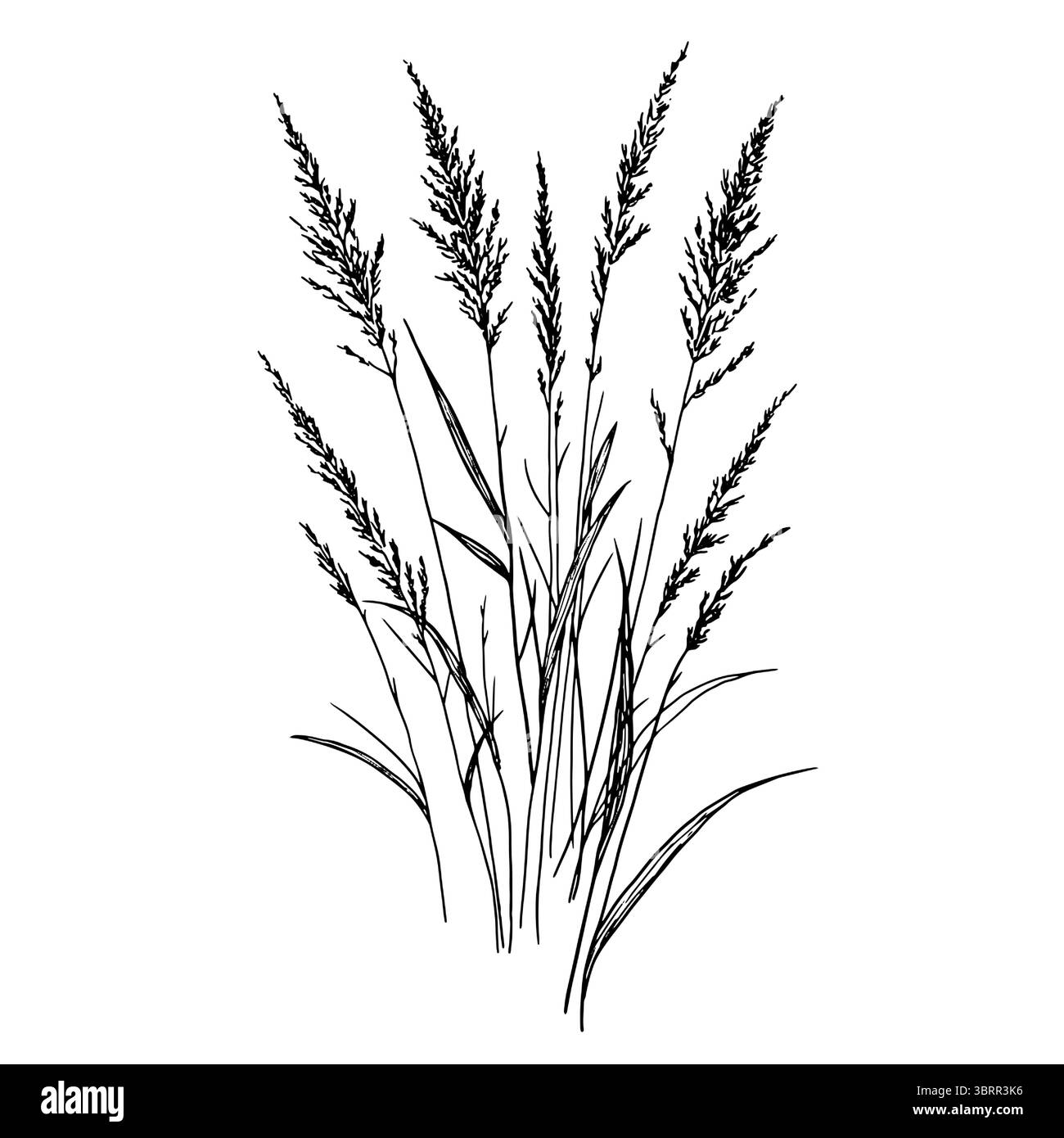 Dry branches, marsh grass and bushes, black and white sketch. Vector illustration. Reeds and ...