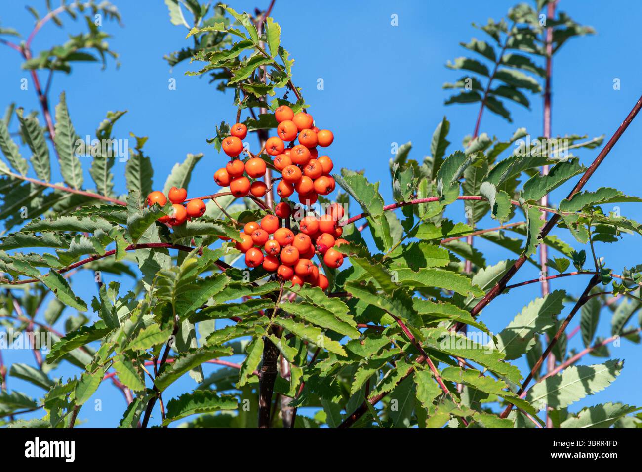 Orange red berries on rowan tree, also called mountain ash (Sorbus ...