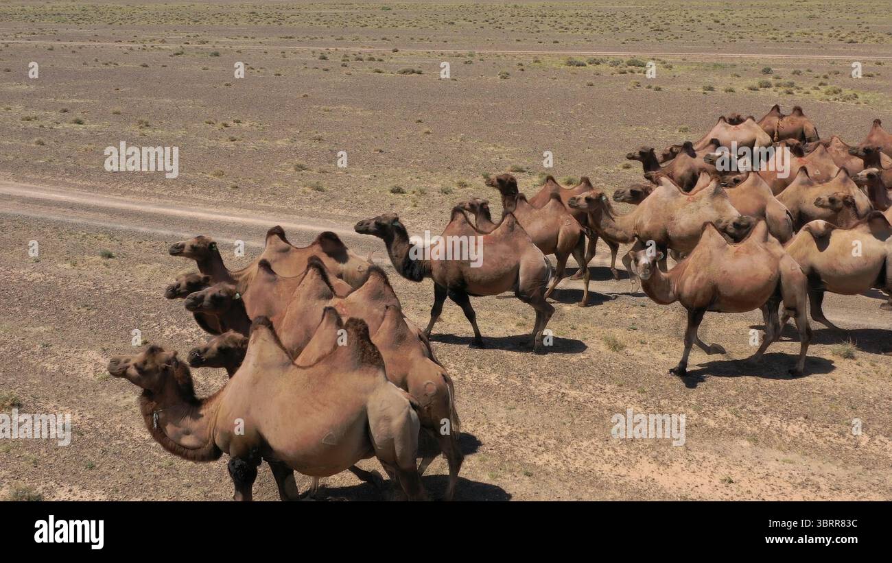 Aerial view of Bactrian camels in Mongolia Stock Photo - Alamy