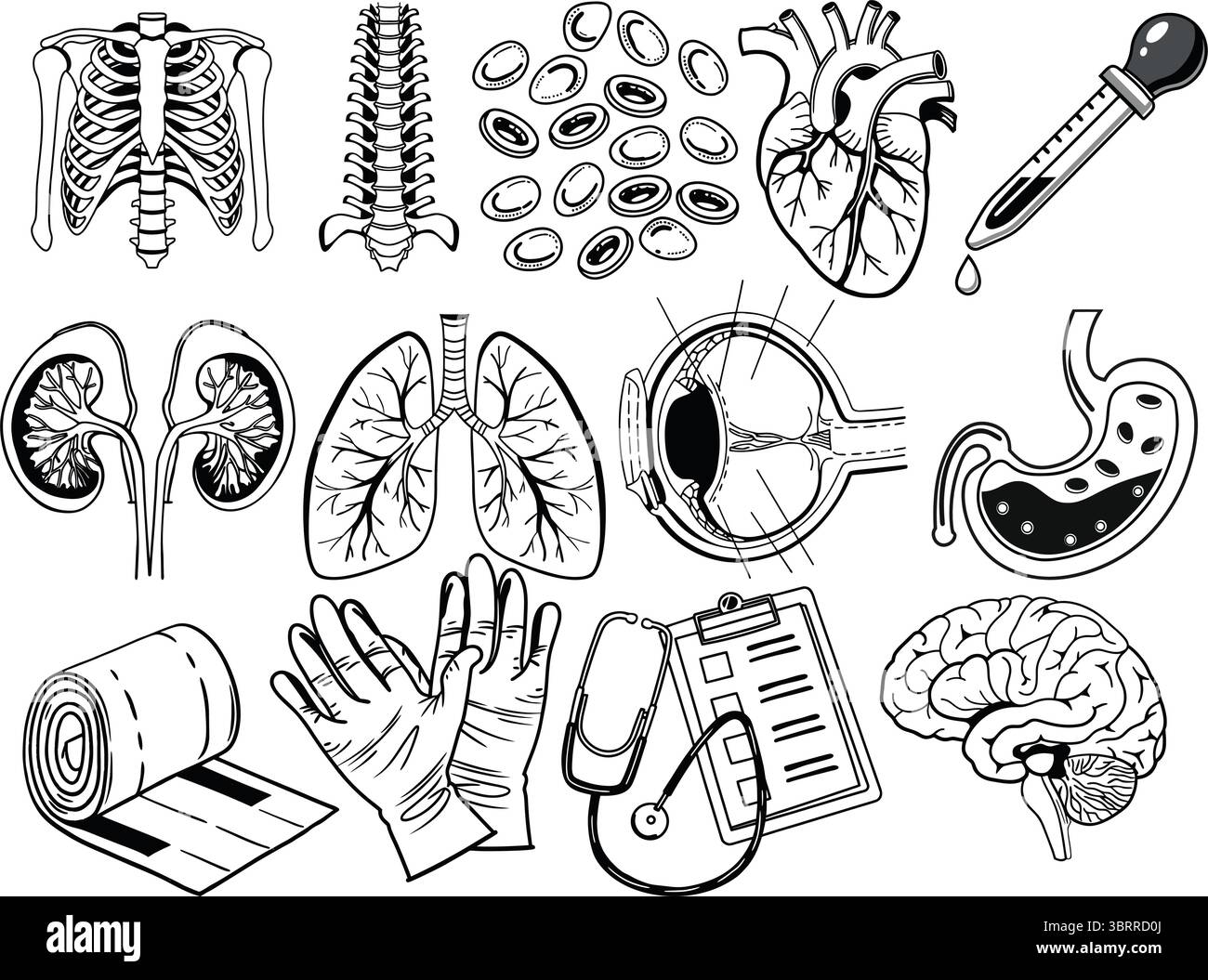 Medical organs training Stock Vector Images - Alamy