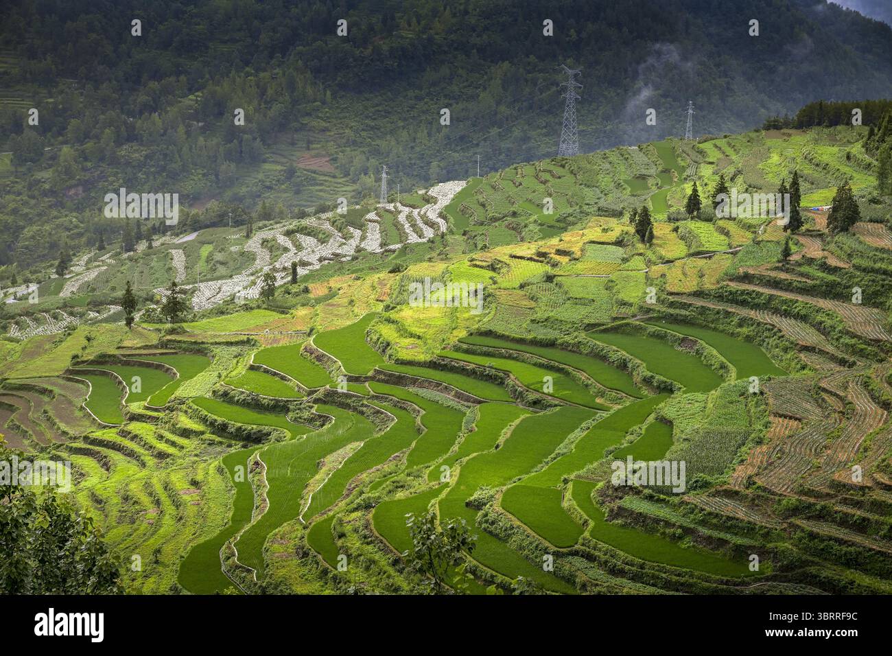 Aerial photo shows the terraced field in Youyang County, Chongqing ...
