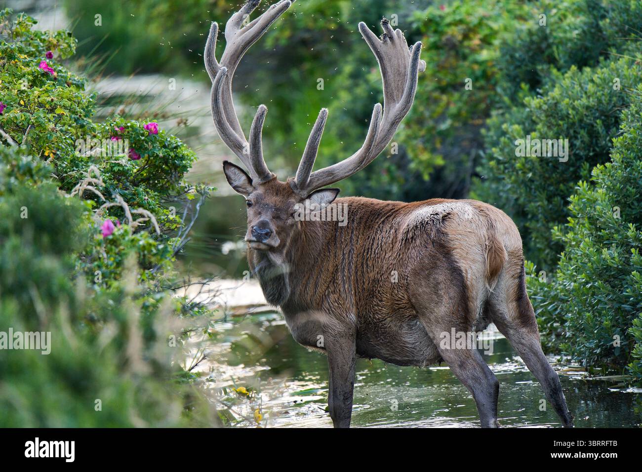 Red Deer Stag in Coastal Wetlands of Vejers Strand, Denmark Stock Photo ...