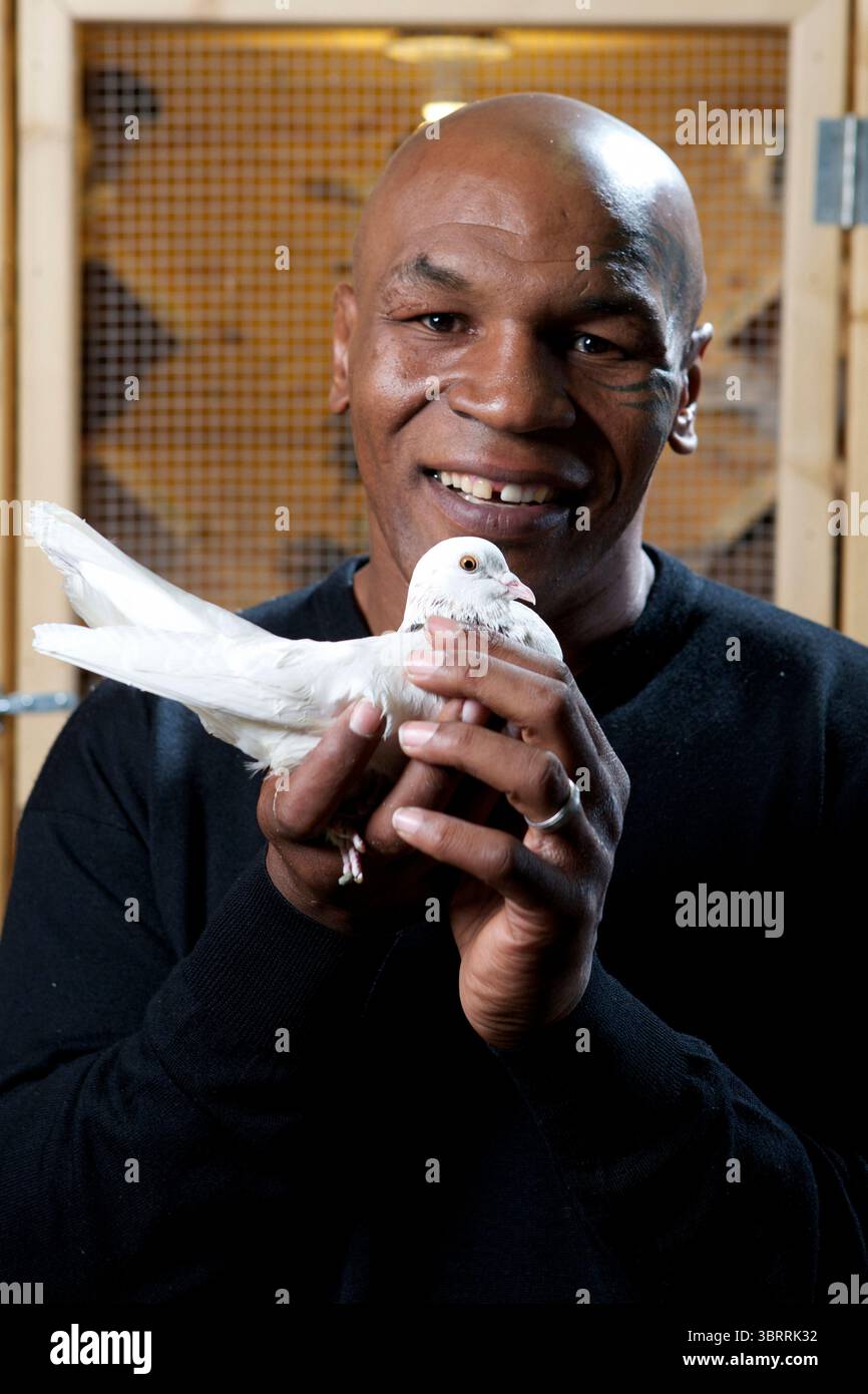 Mike Tyson and his racing pigeons Stock Photo - Alamy