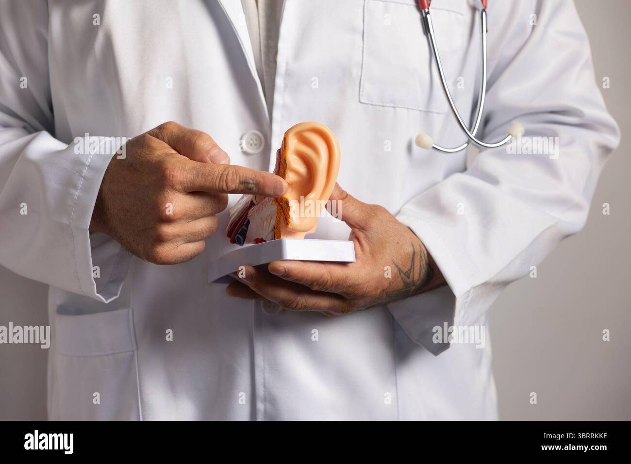 Doctor pointing at anatomical model of inner ear while holding it with ...